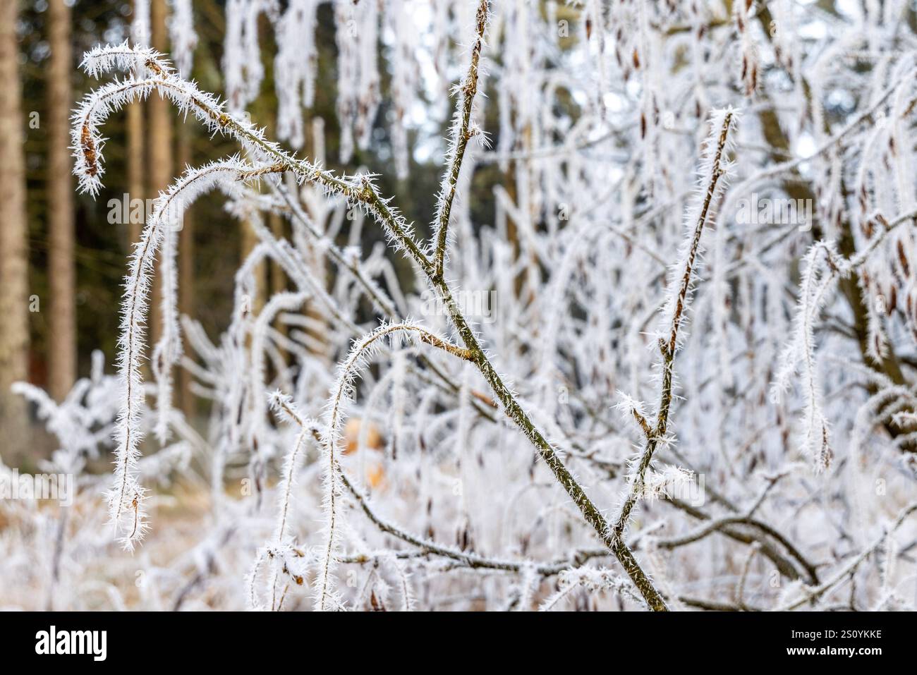 Reif und Nebel Bei Frost und Nebel hat sich Reif an den Pflanzen und ...