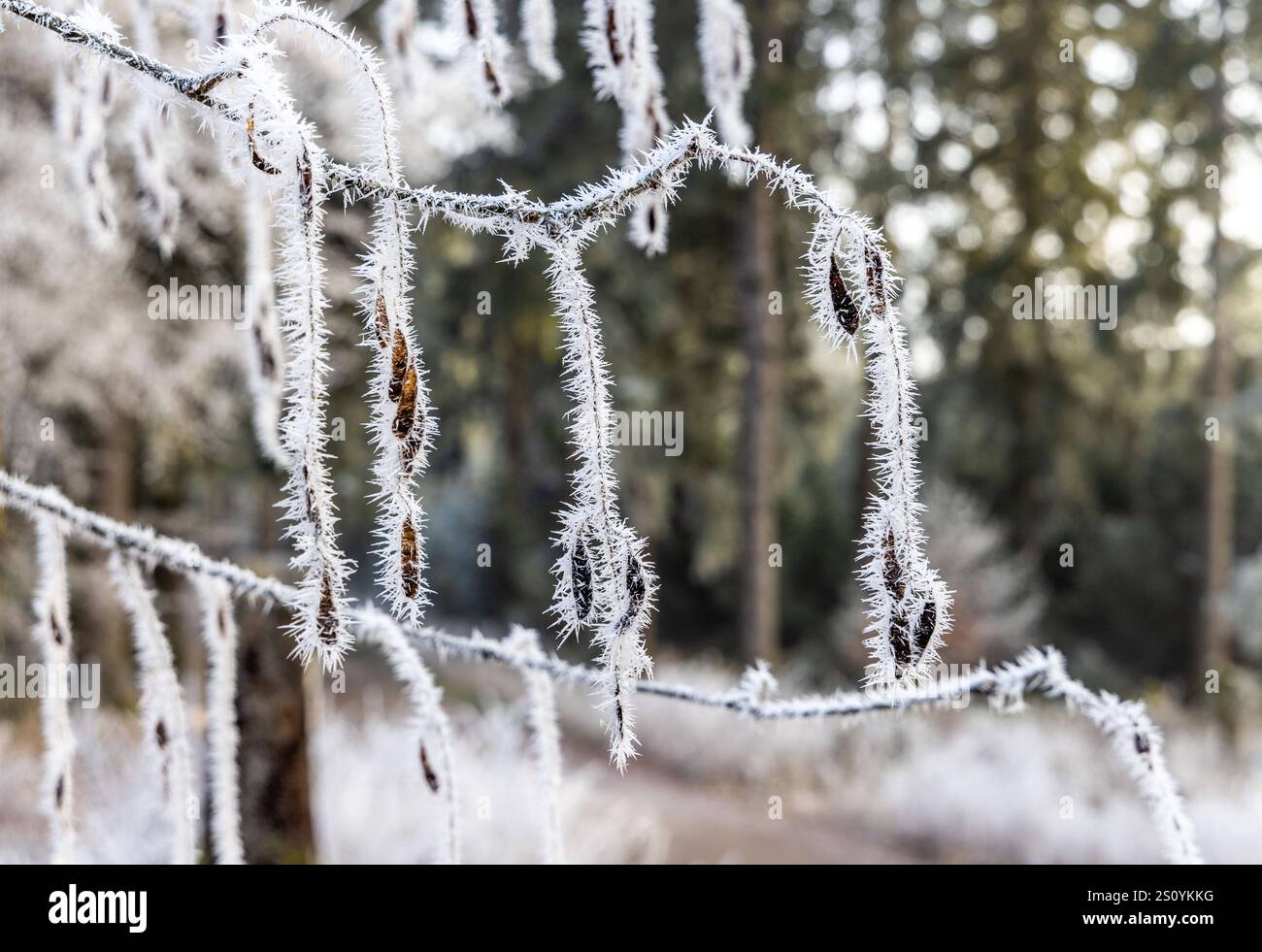 Reif und Nebel Bei Frost und Nebel hat sich Reif an den Pflanzen und ...