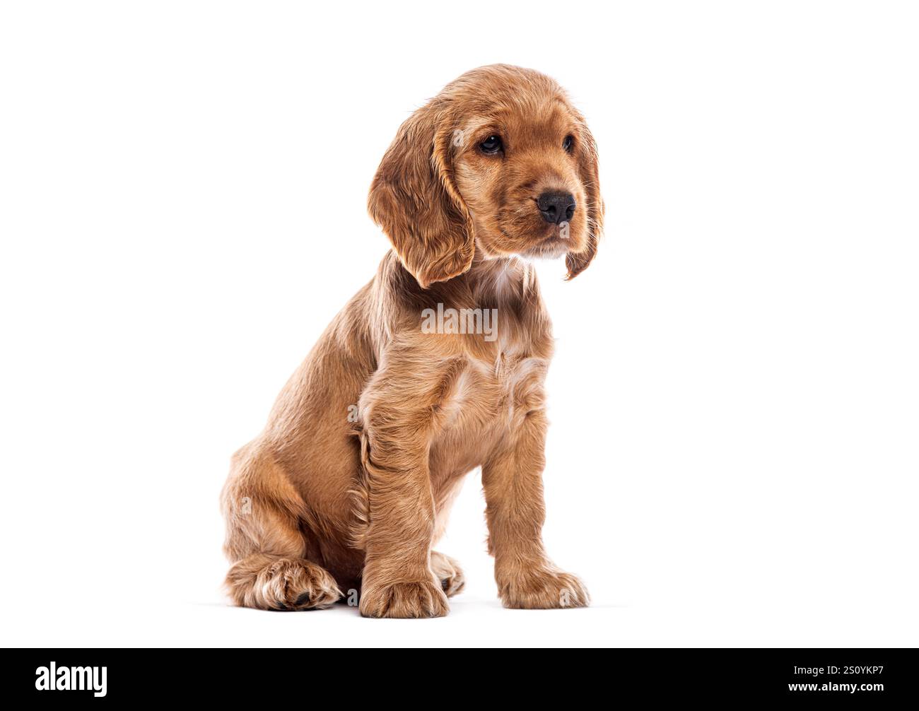 two months old Adorable english cocker spaniel puppy sitting on a white ...