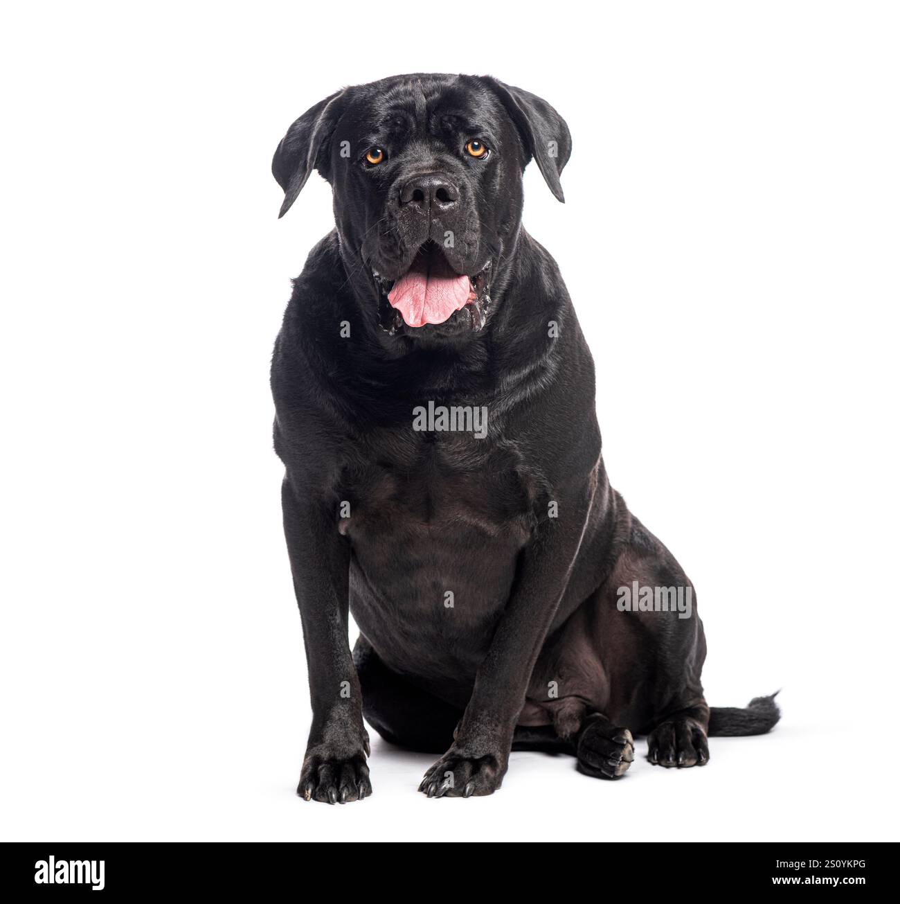 Large black cane corso dog sitting and panting, isolated on a white ...