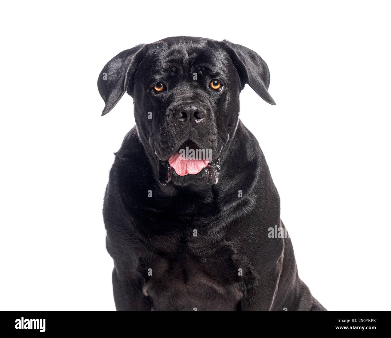 Portrait of a beautiful cane corso dog panting and looking at the ...
