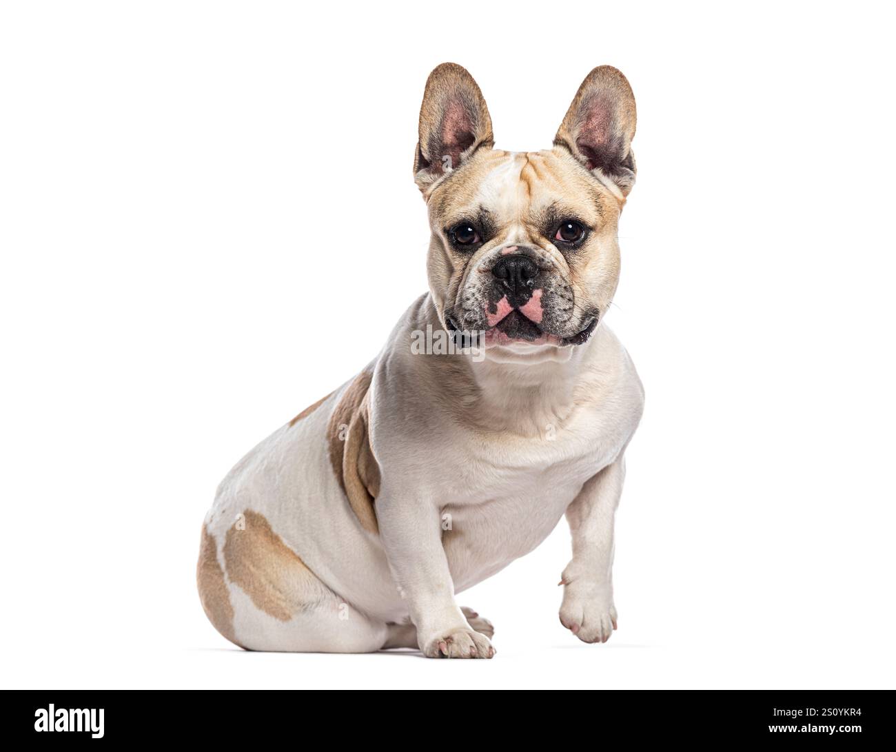 Picture french bulldog sitting hi-res stock photography and images - Alamy