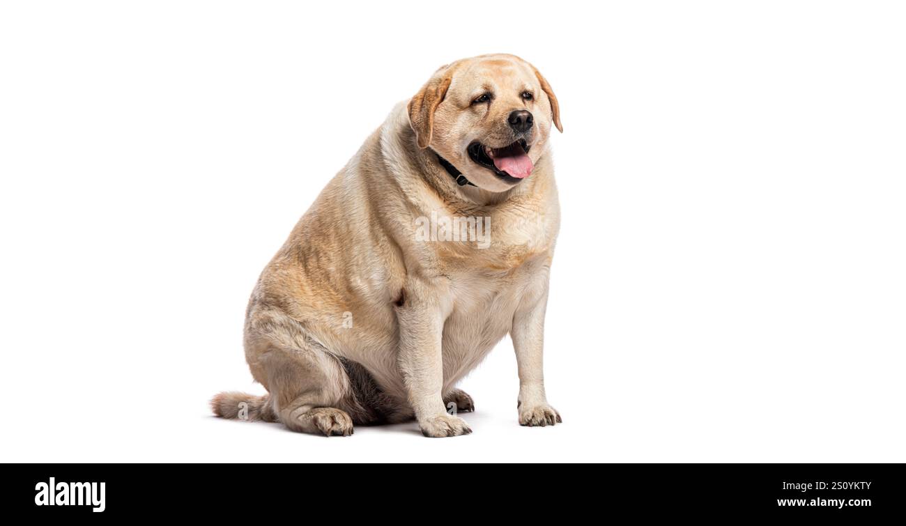 Four years old overweight labrador retriever sitting and panting ...