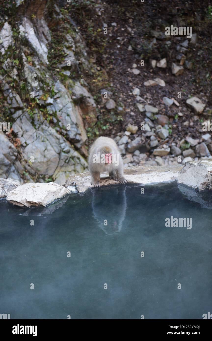 A Japanese macaque at the onsen in Jigokudani, Nagano, Japan Stock ...