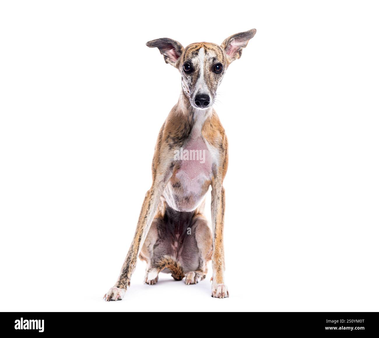 Whippet dog sitting on white background and looking at camera Stock ...