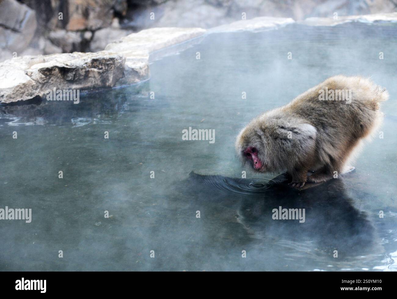 A Japanese macaque at the onsen in Jigokudani, Nagano, Japan Stock ...