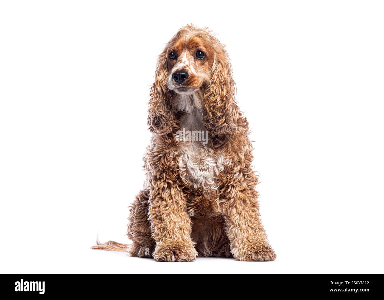 Adorable english cocker spaniel sitting and looking away, isolated on a ...