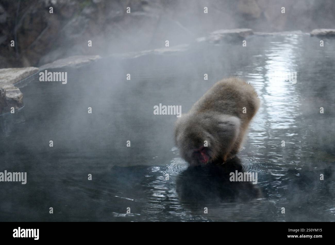 A Japanese macaque at the onsen in Jigokudani, Nagano, Japan Stock ...