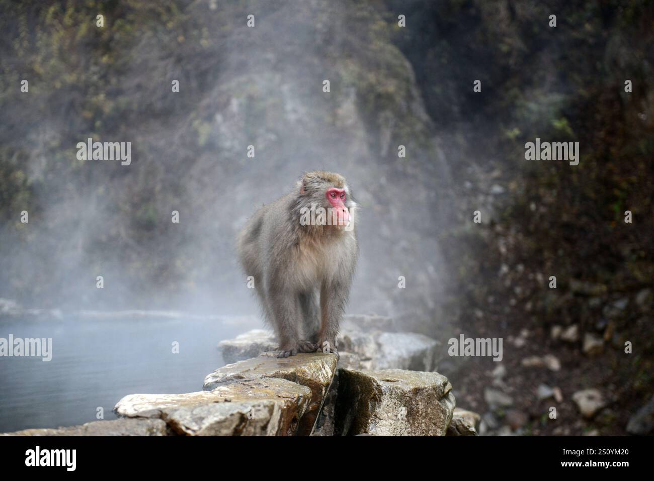 A Japanese macaque at the onsen in Jigokudani, Nagano, Japan Stock ...