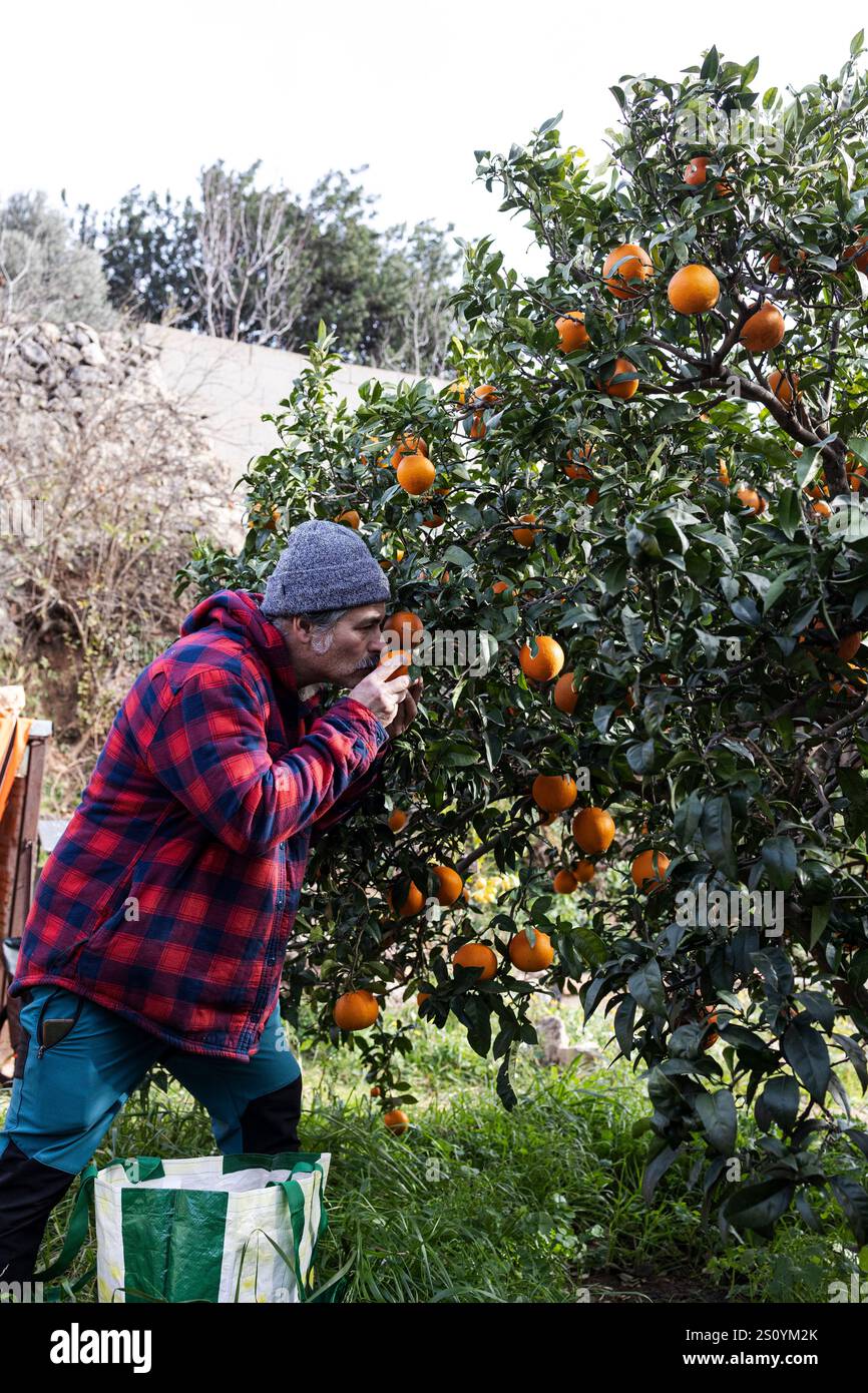 A farmer picks ripe oranges from a tree in an organic orchard Stock ...