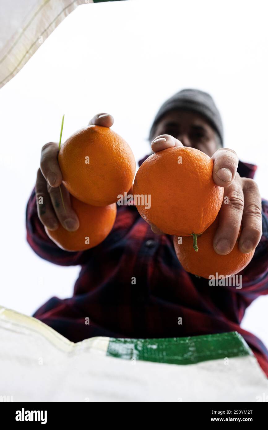 Man's hands gathering fruit into a bag. Harvesting. Picking fresh fruit ...
