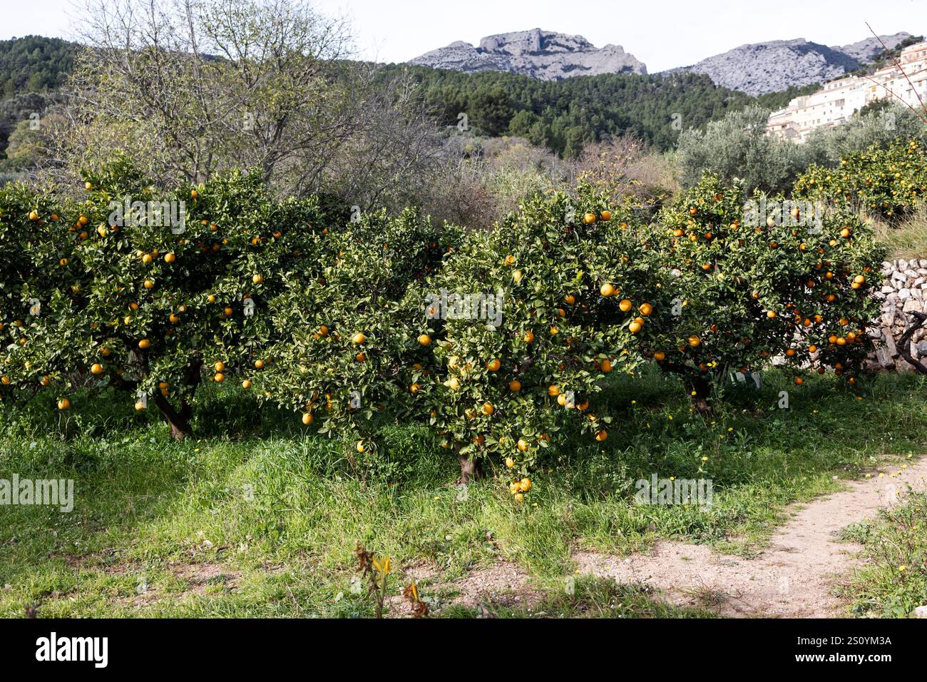 Orange trees in the orchard. Fruit farm Stock Photo - Alamy