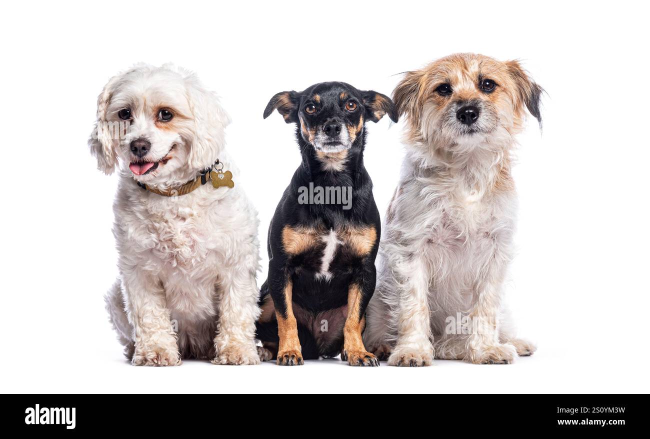 Breeds of dogs hi-res stock photography and images - Alamy