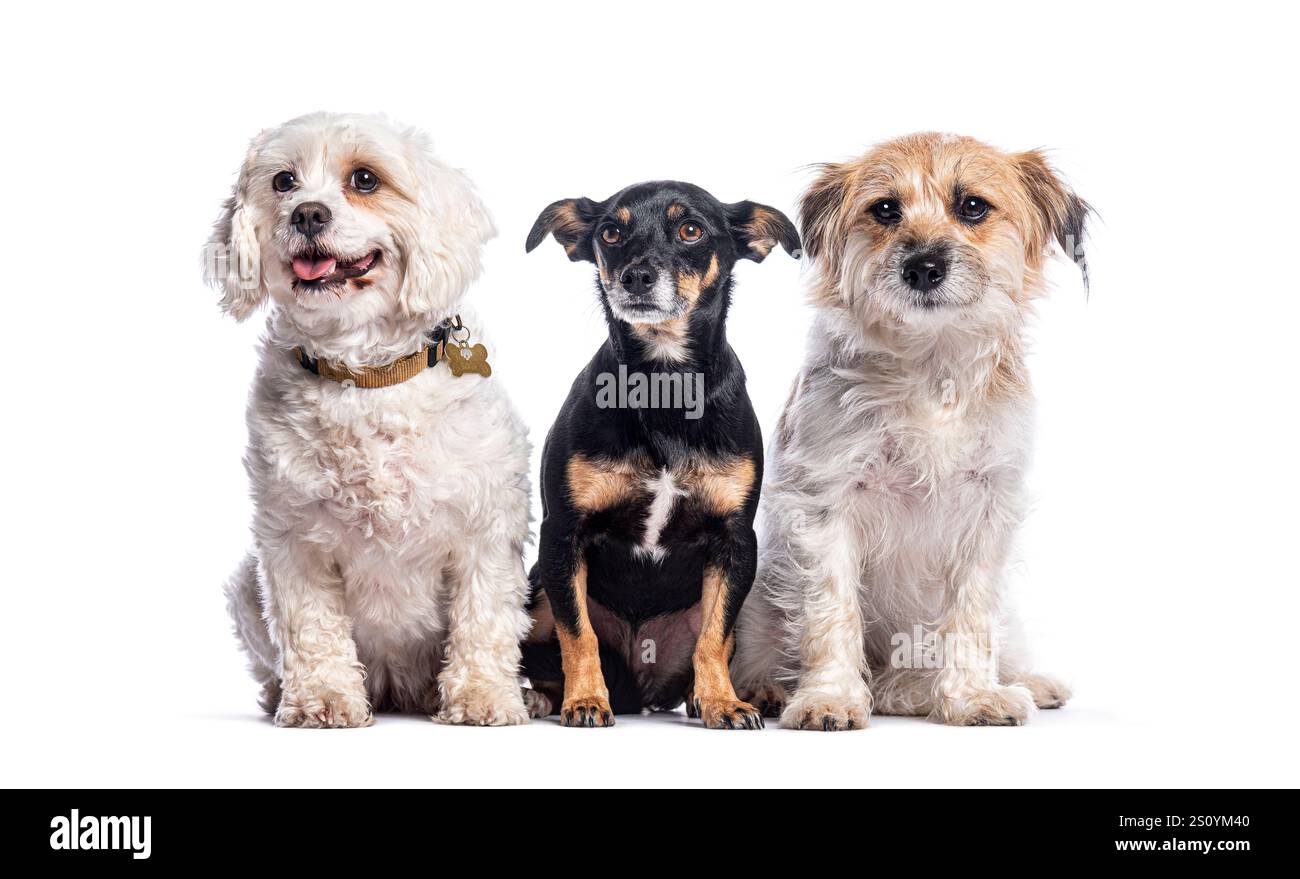 Breeds of dogs hi-res stock photography and images - Alamy