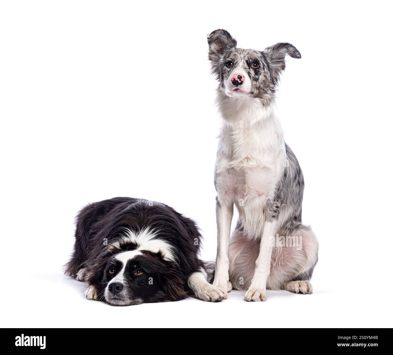 Adorable border collie dogs posing together, one sitting and one lying ...