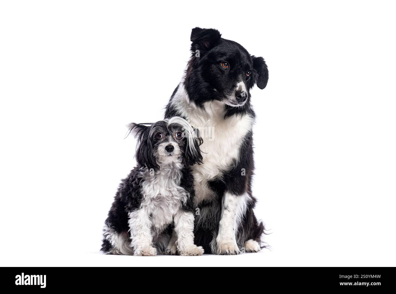 Border collie and chinese crested dog sitting side by side, isolated on ...