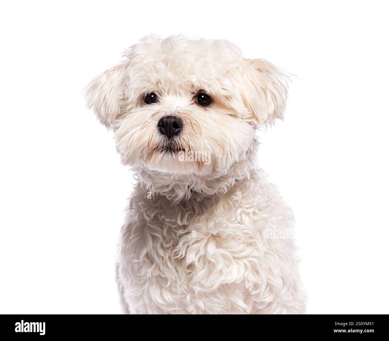 Adorable white boomer dog sitting and posing for a portrait on a ...