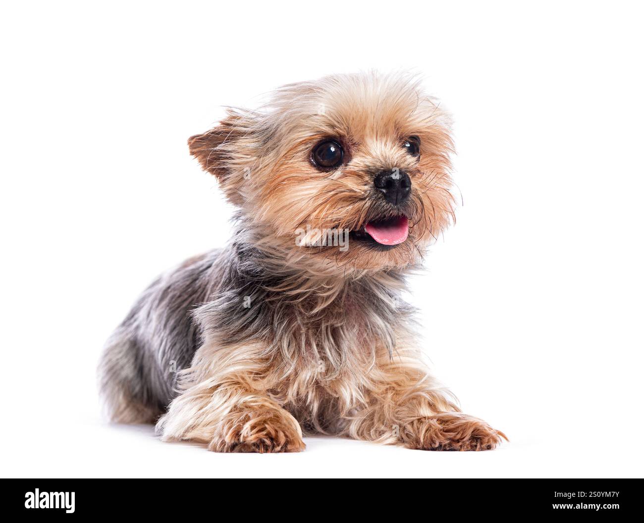 Yorkshire terrier lying down, panting, and looking up on a white ...