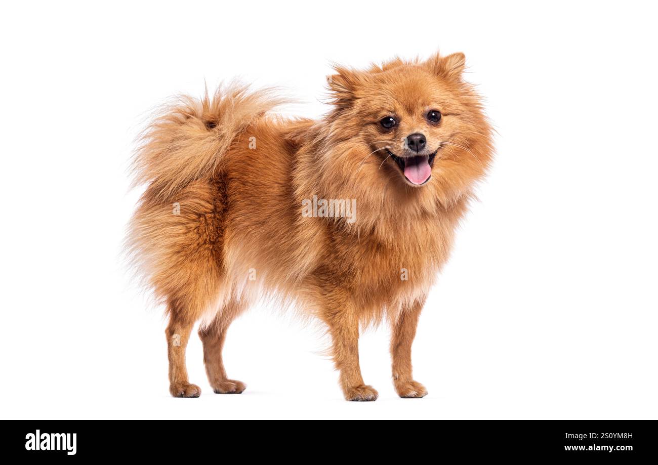 Happy deutscher spitz klein panting and standing on white background ...