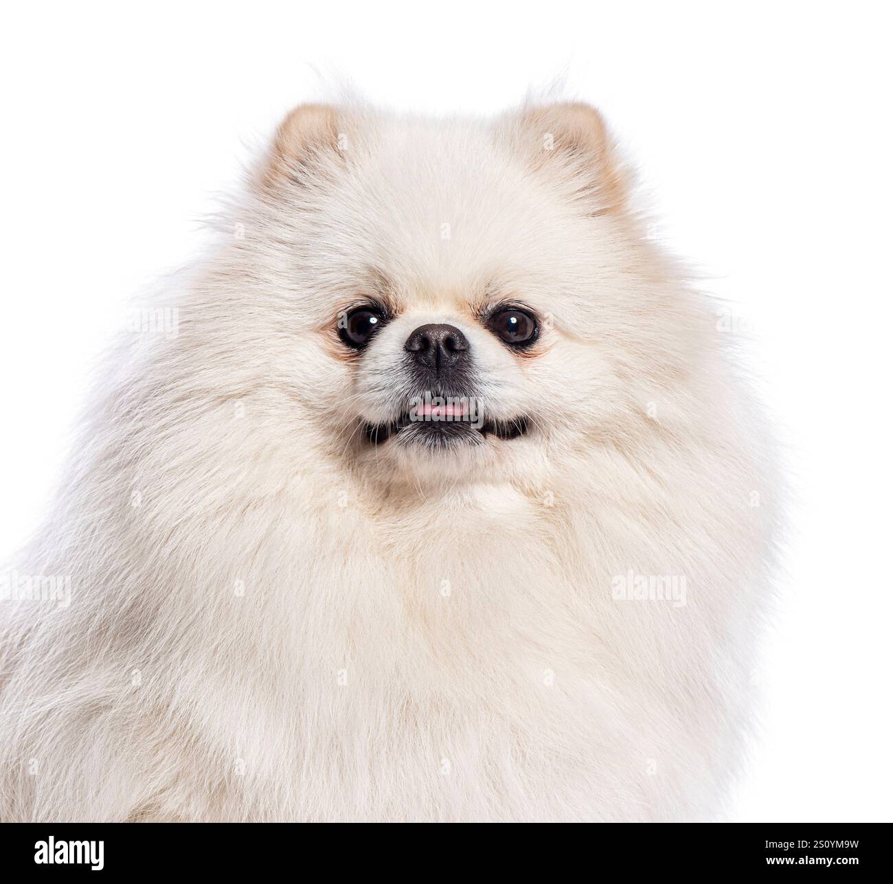 Close up of a fluffy pomeranian dog panting with its tongue out against ...