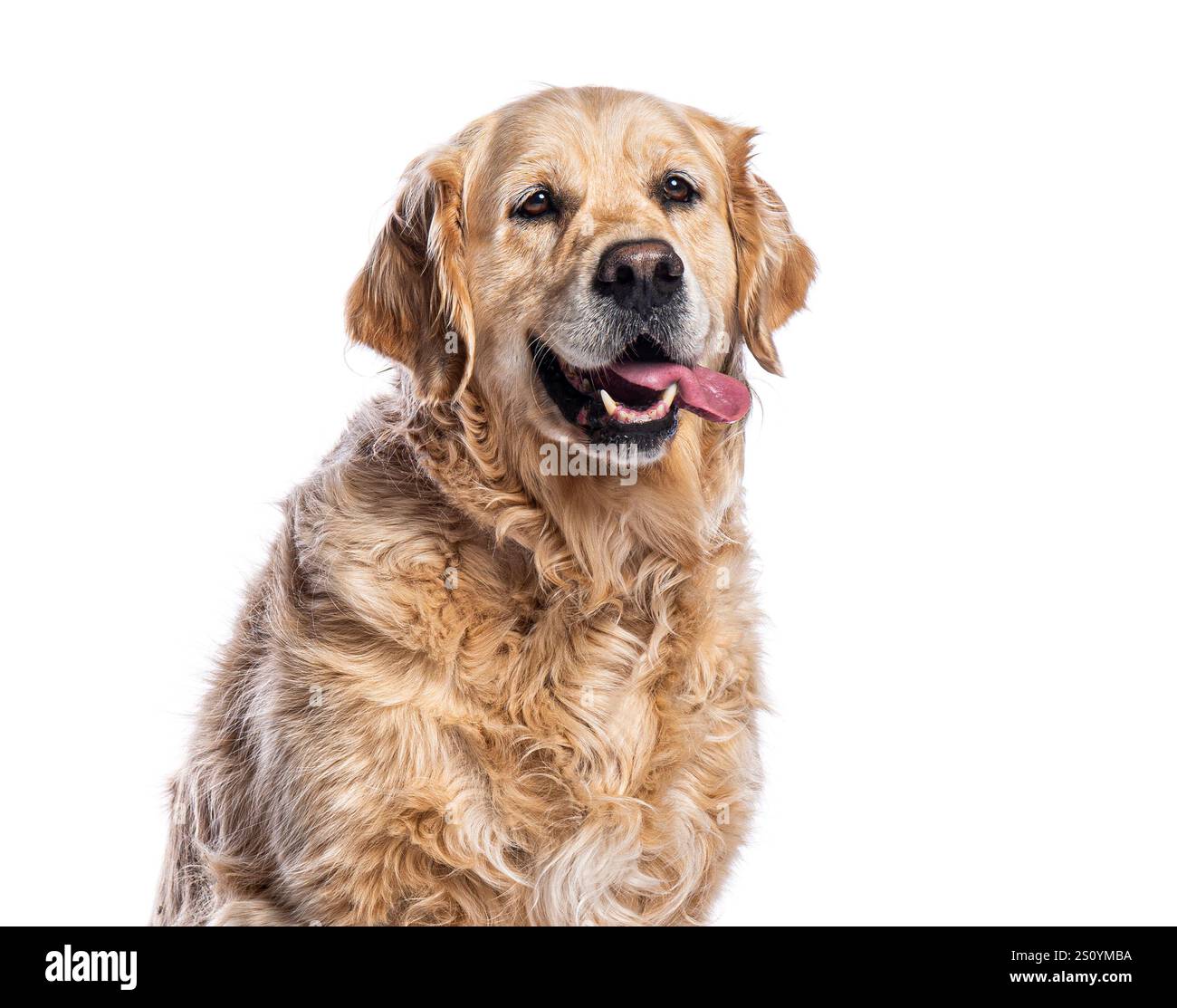 Happy golden retriever dog panting and looking satisfied on a white ...