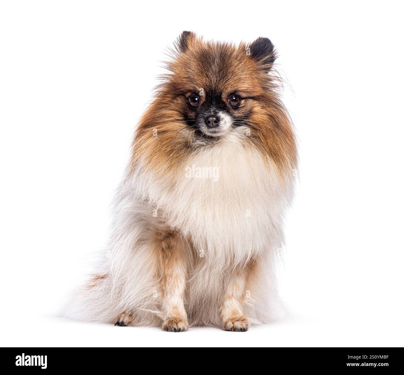 German spitz klein dog sitting and looking forward on a white ...