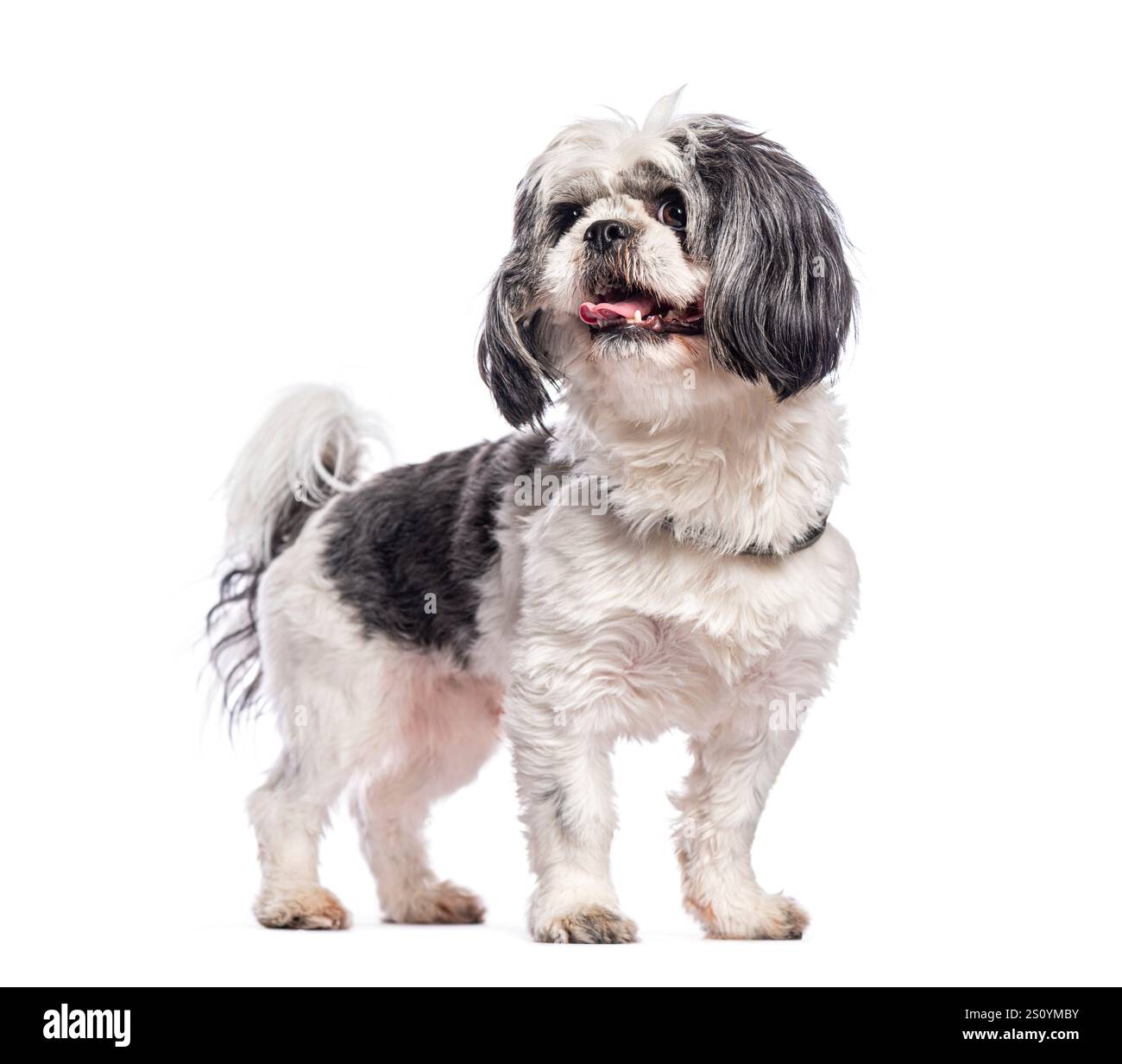 Adorable shih tzu dog standing, panting slightly, and looking up with a ...