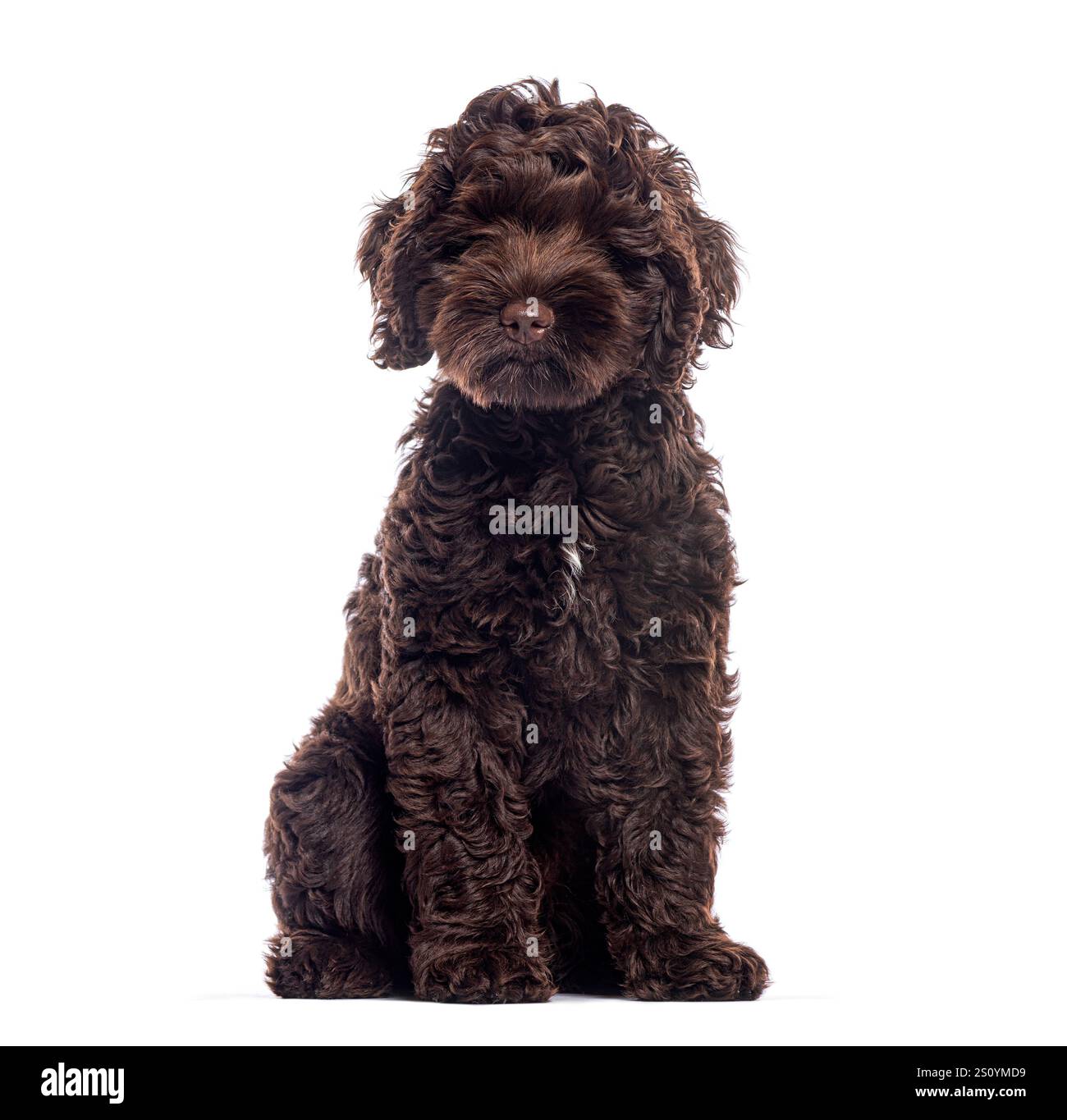Charming brown Australian Labradoodle puppy sitting and posing for the ...