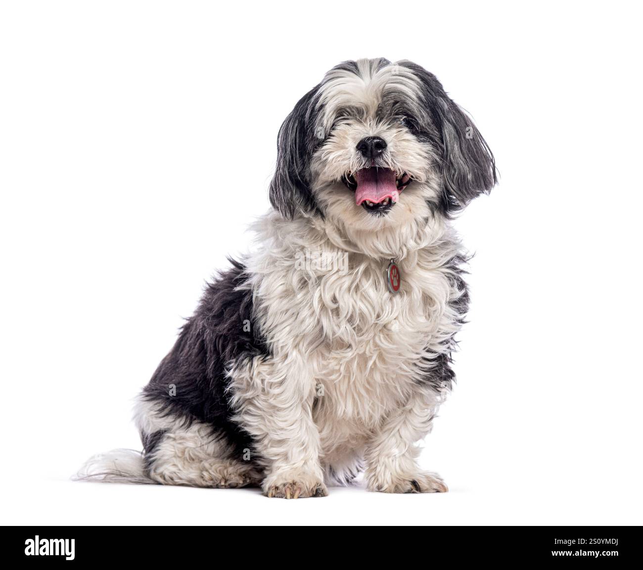 Happy shih tzu dog sitting and panting with tongue out, isolated on ...