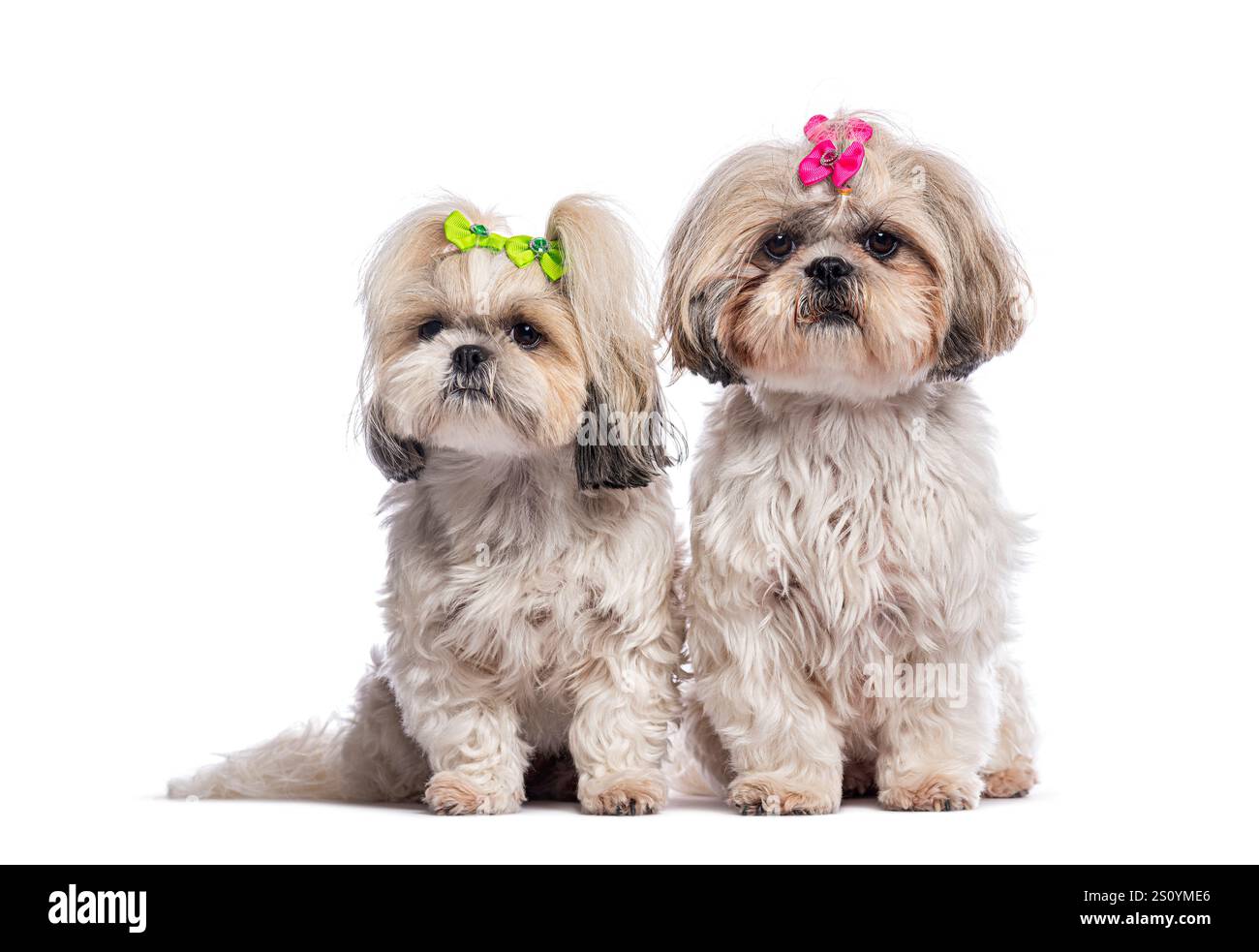 Two adorable shih tzu dogs are sitting side by side, both adorned with ...