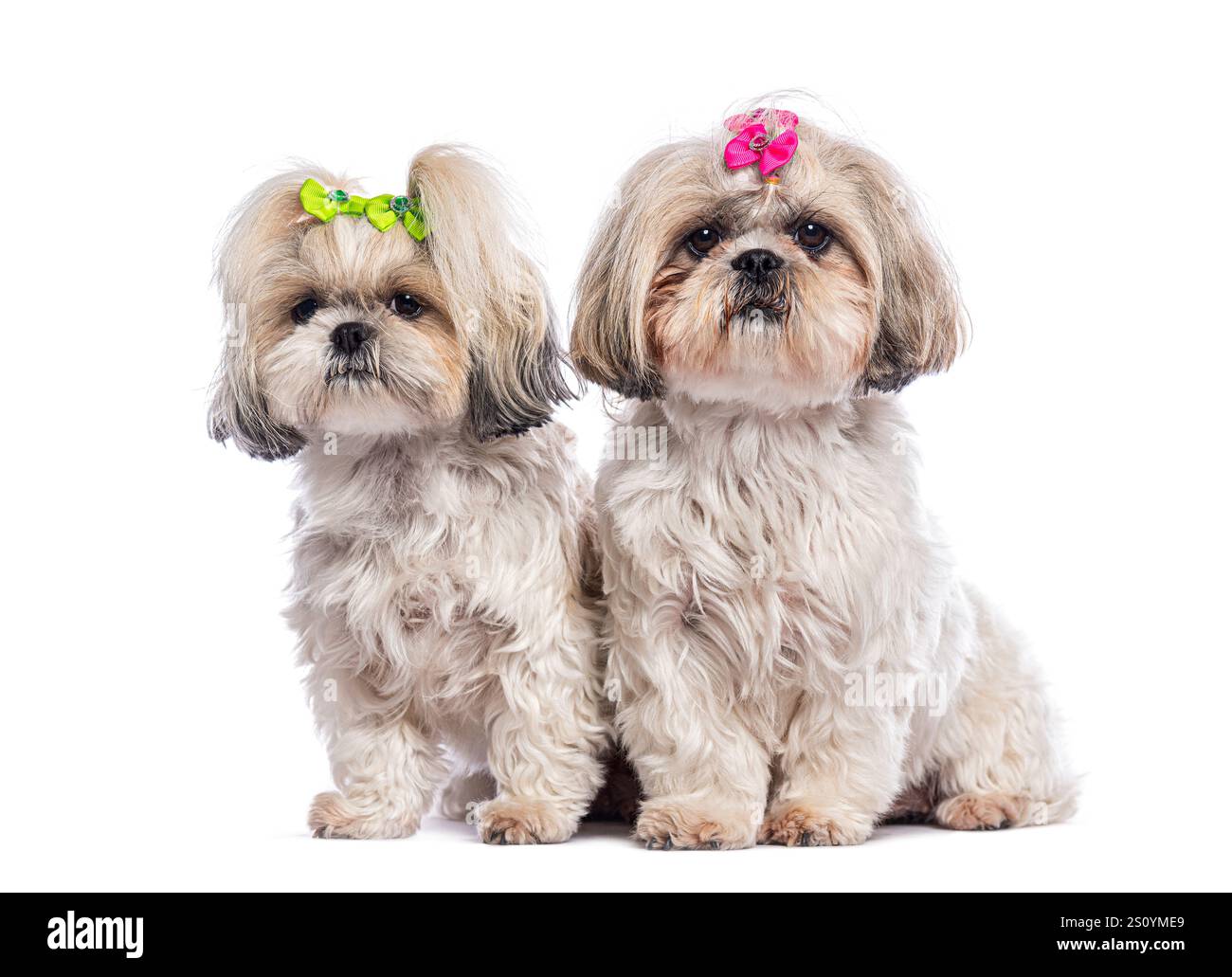 Two adorable shih tzu dogs are sitting side by side, both adorned with ...