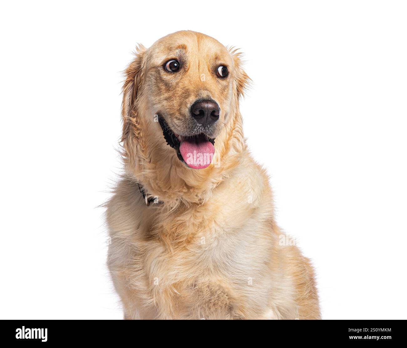 Golden retriever dog panting with tongue out and looking curious on ...