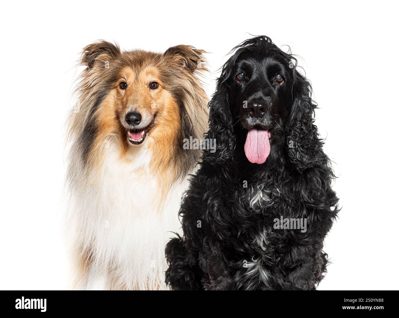Happy rough collie and english cocker spaniel panting and sitting ...