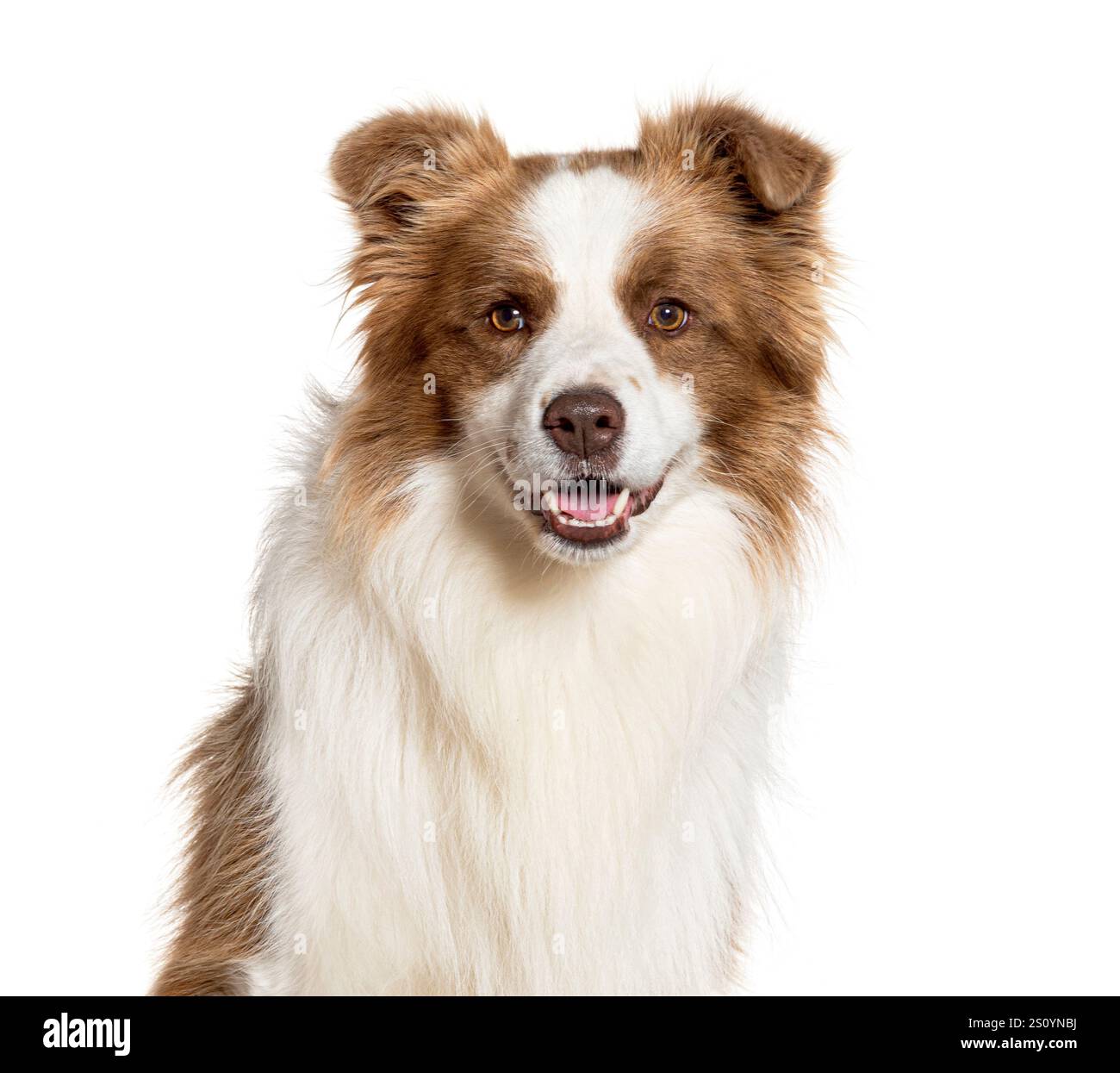 Happy border collie dog sitting and smiling on white background Stock ...
