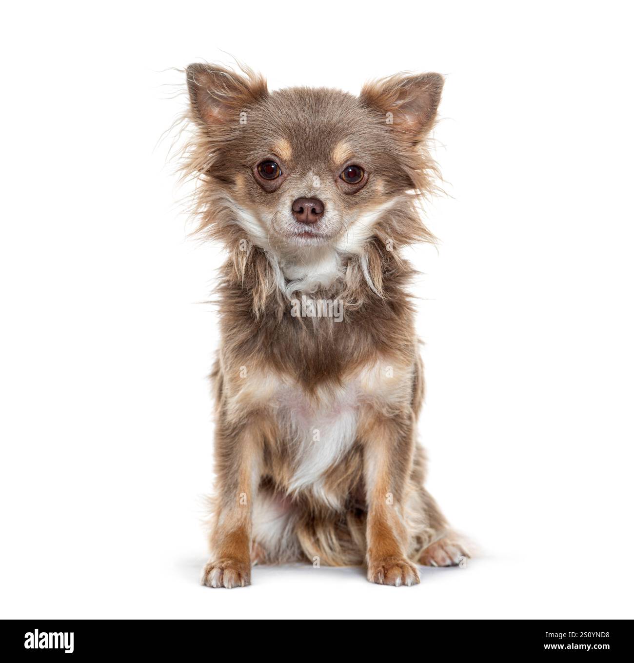 Adorable long haired chihuahua dog sitting and staring on white ...