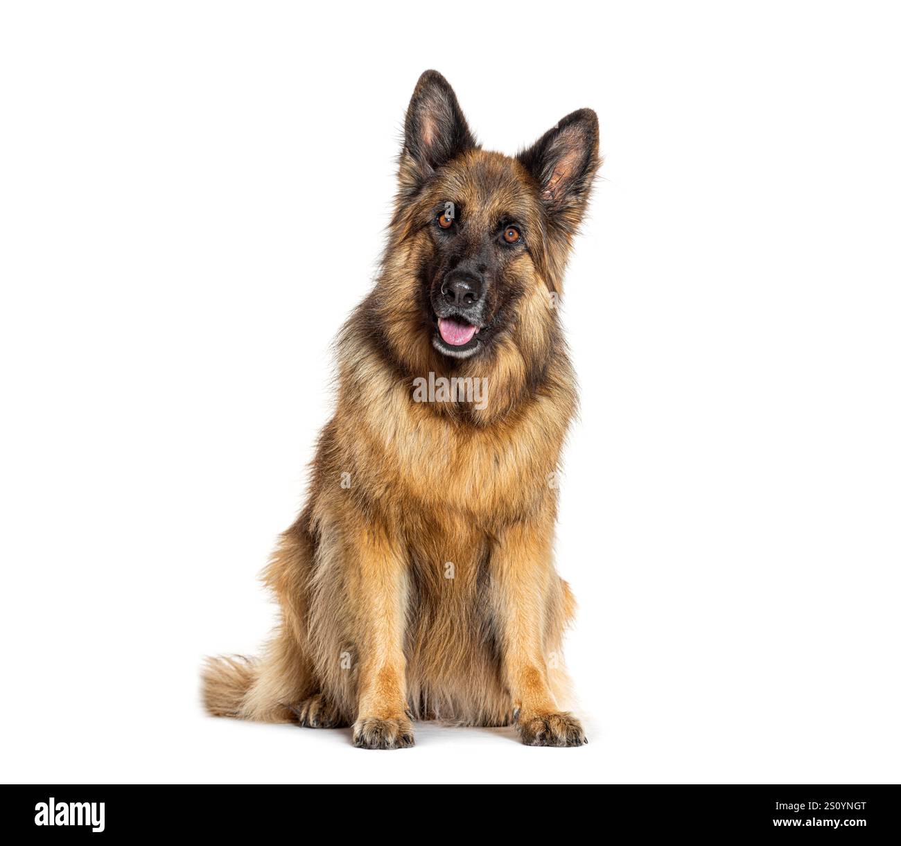 Long haired german shepherd dog sitting and panting, isolated on white ...