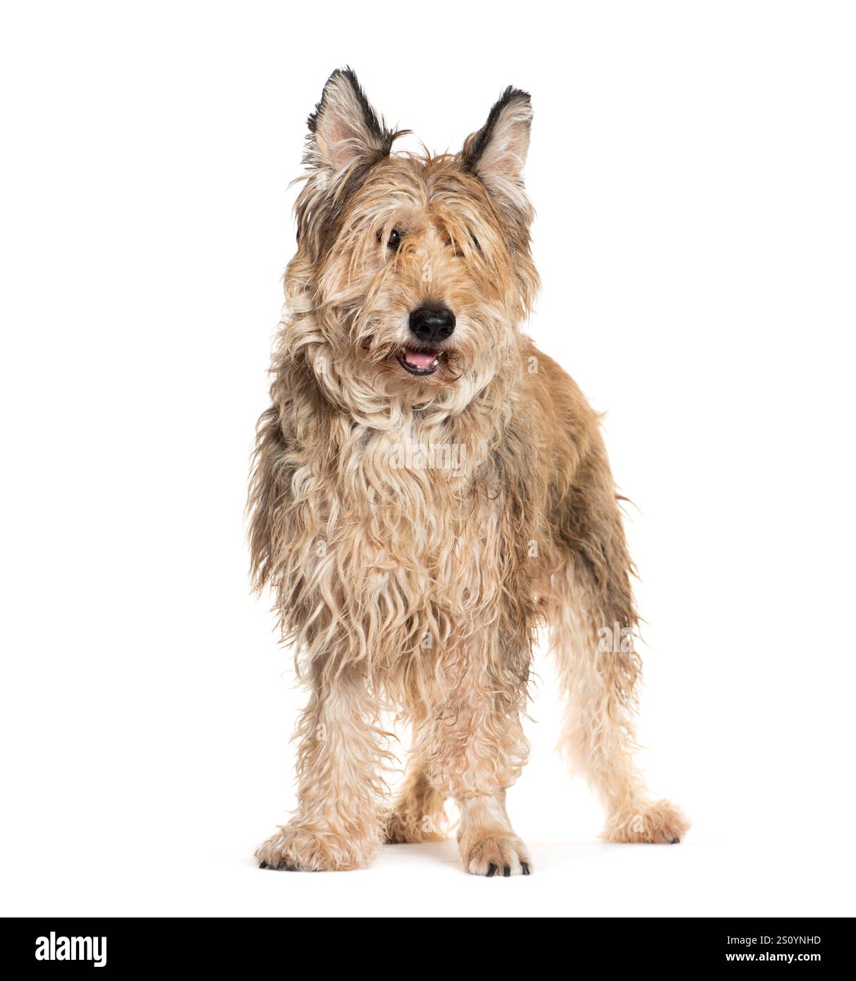 Berger picard dog standing and looking forward on a white background ...