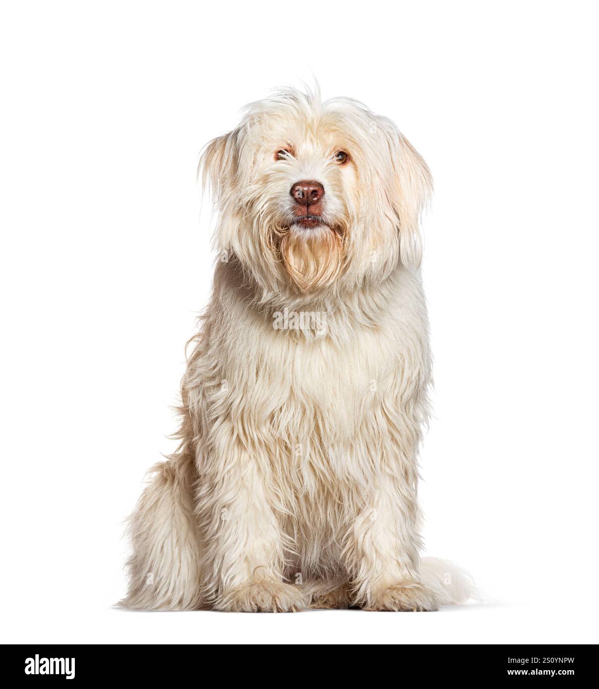 Adorable long haired white Romanian Mioritic Shepherd Dog sitting and ...