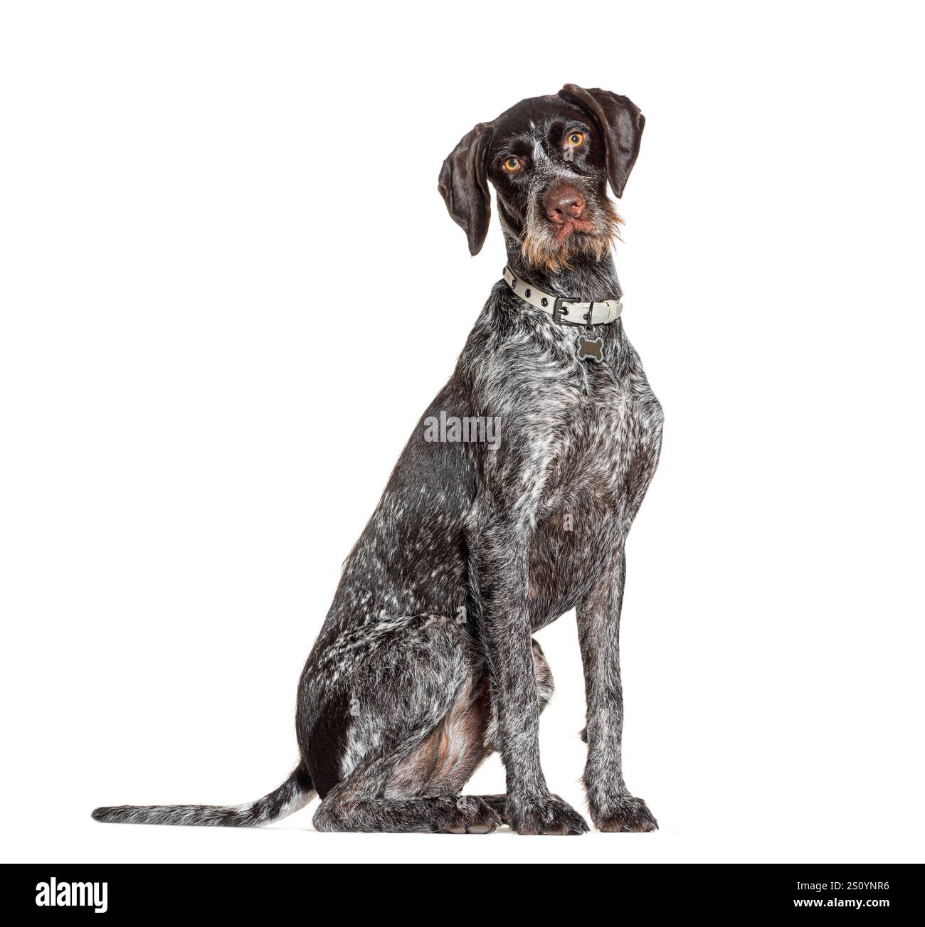 German shorthaired pointer sitting and wearing a collar isolated on ...