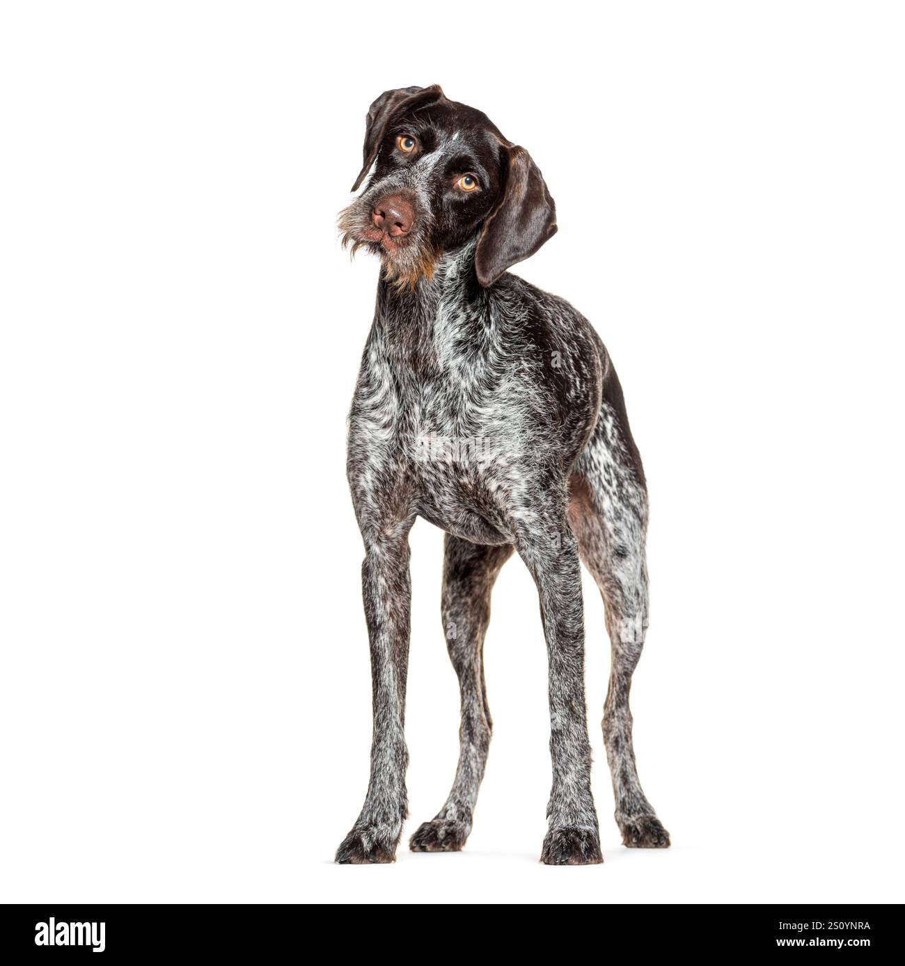 Curious german shorthaired pointer tilting its head with a questioning ...