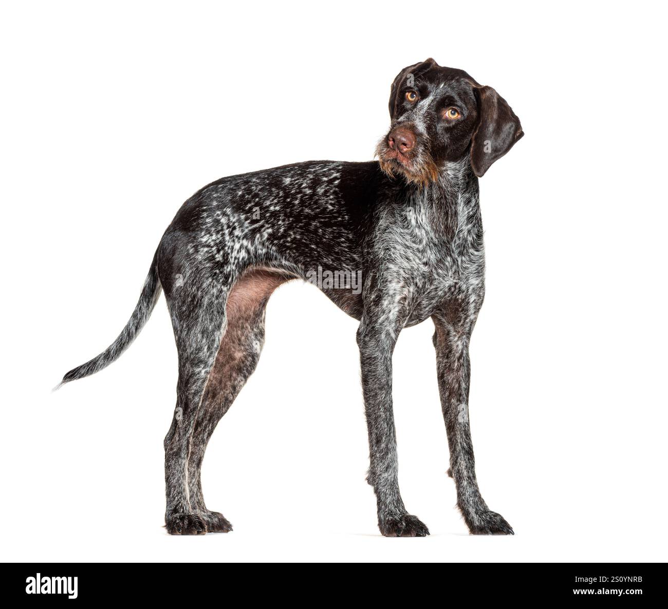 Curious german shorthaired pointer standing and looking back over ...