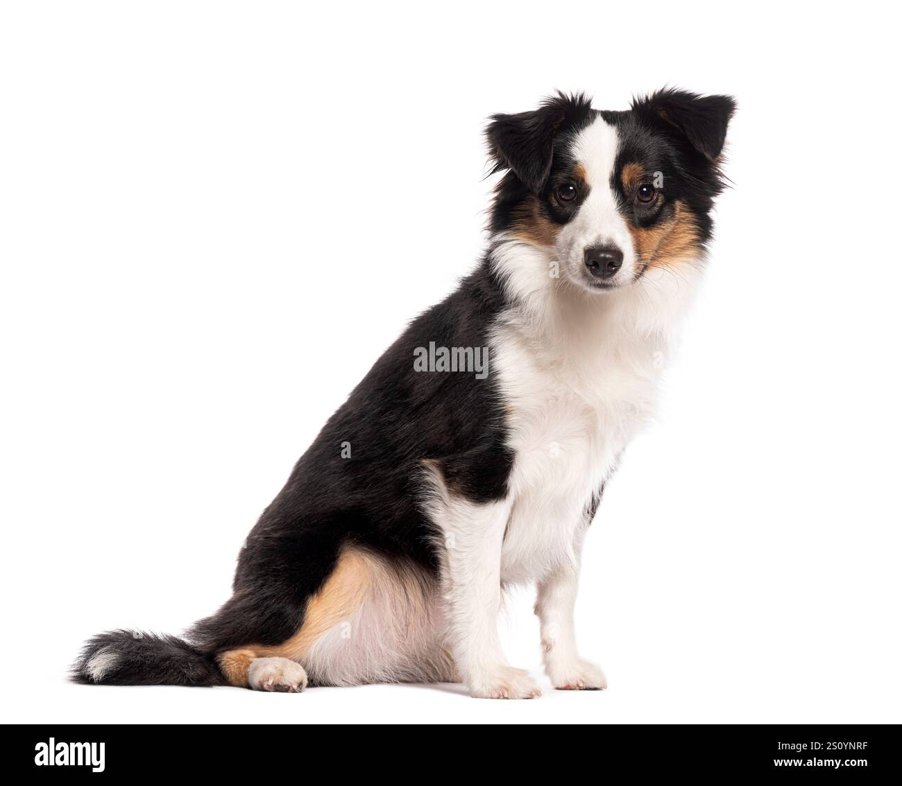 Tricolor miniature australian shepherd sitting and posing on a white ...