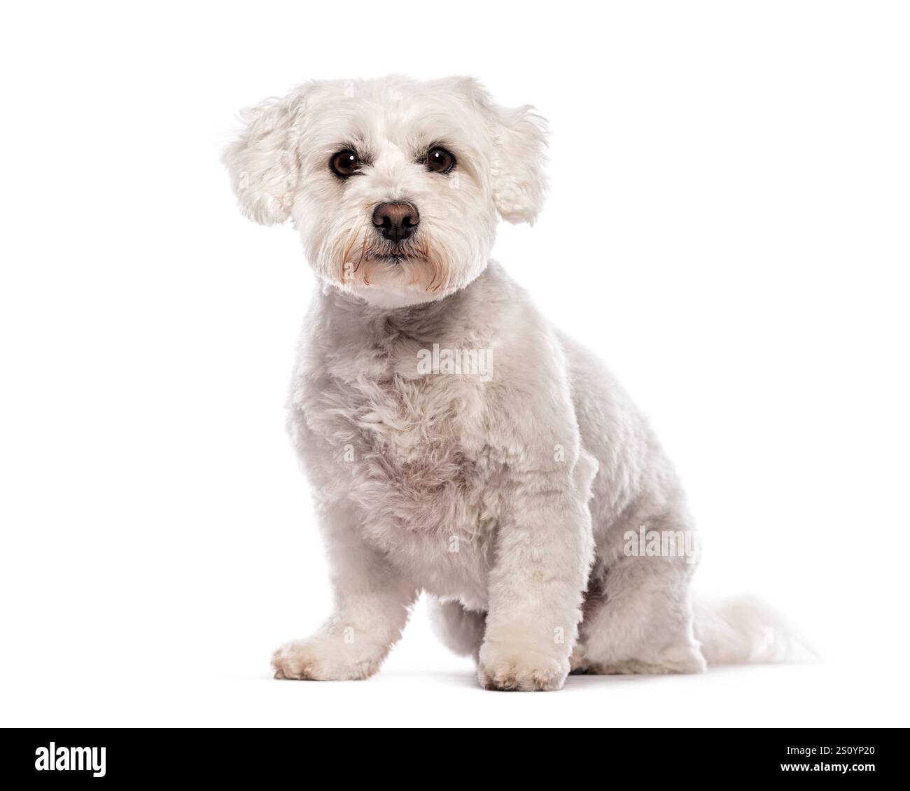 Adorable coton de tulear dog sitting and posing on a seamless white ...
