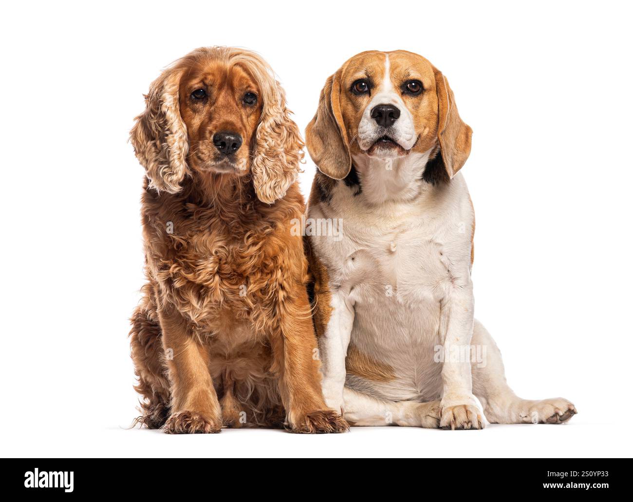 English cocker spaniel and beagle sitting side by side, isolated on ...