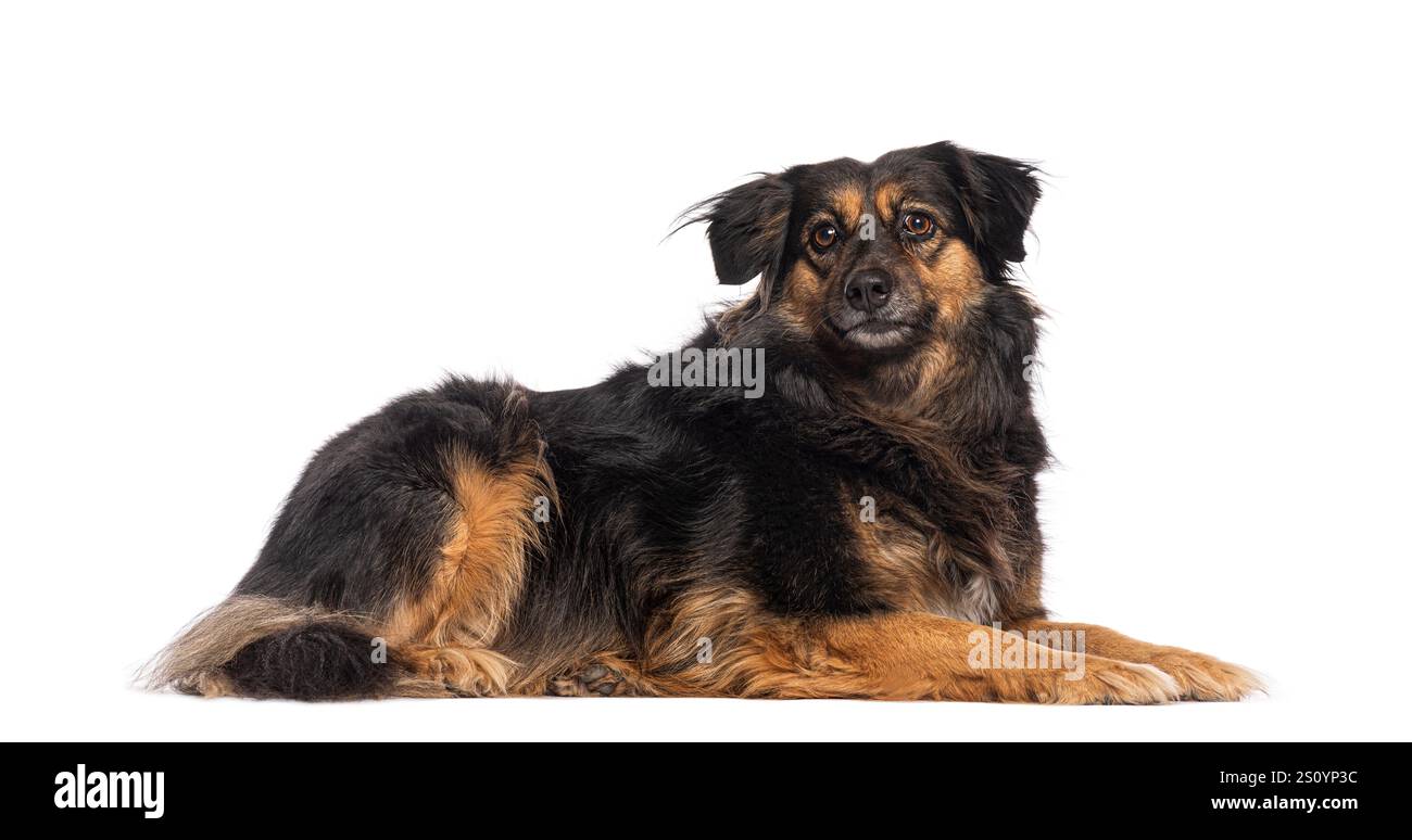 Adorable crossbreed dog lying down and glancing over its shoulder on a ...