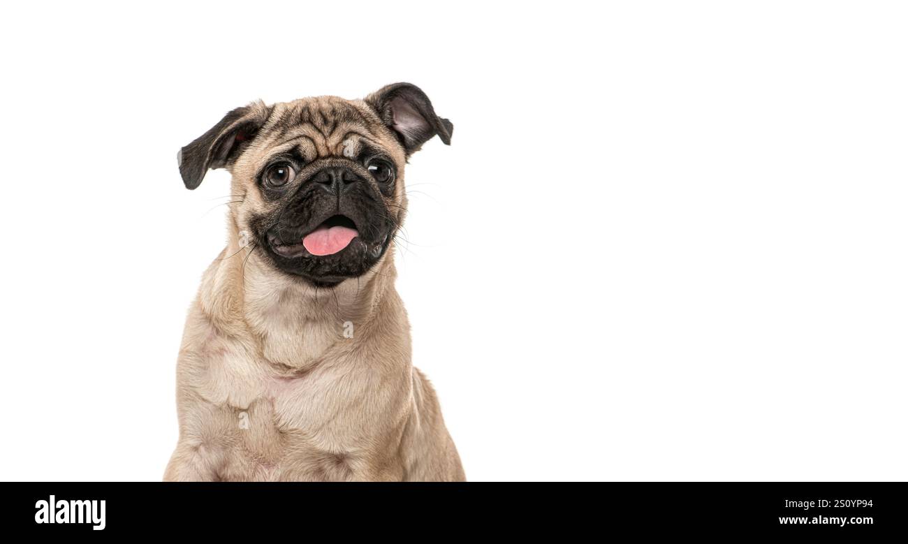 Head shot of happy young pug dog panting mouth wide open, isolated on ...