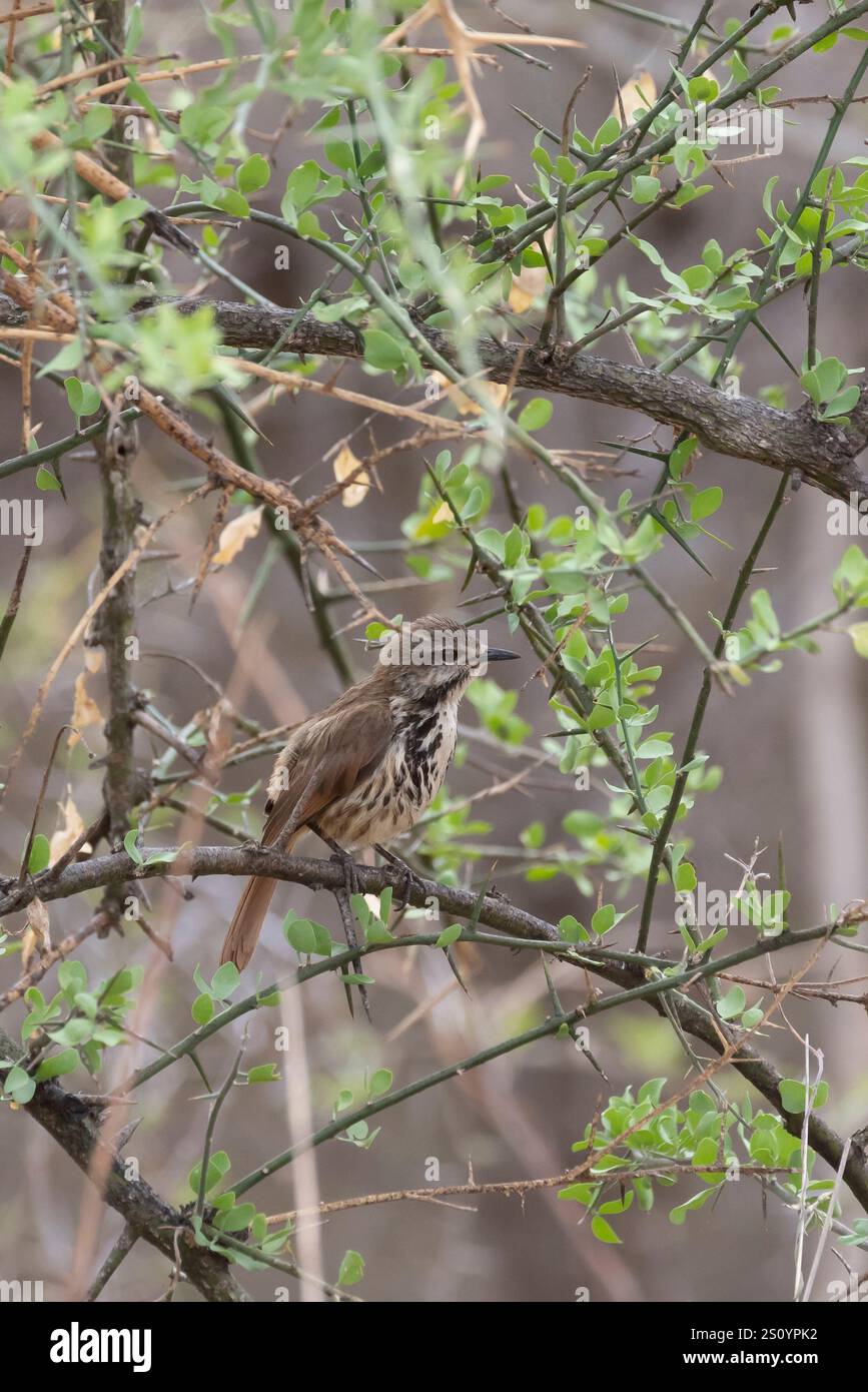 Spotted palm thrush (Cichladusa guttata) also known as spotted morning ...