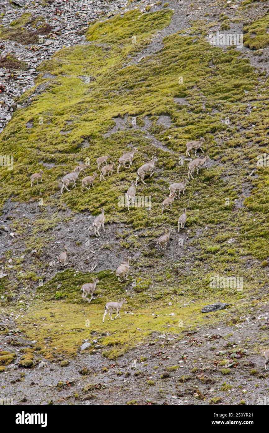 Himalayan Blue Sheep (Naur in Nepali) is the main food source for the ...