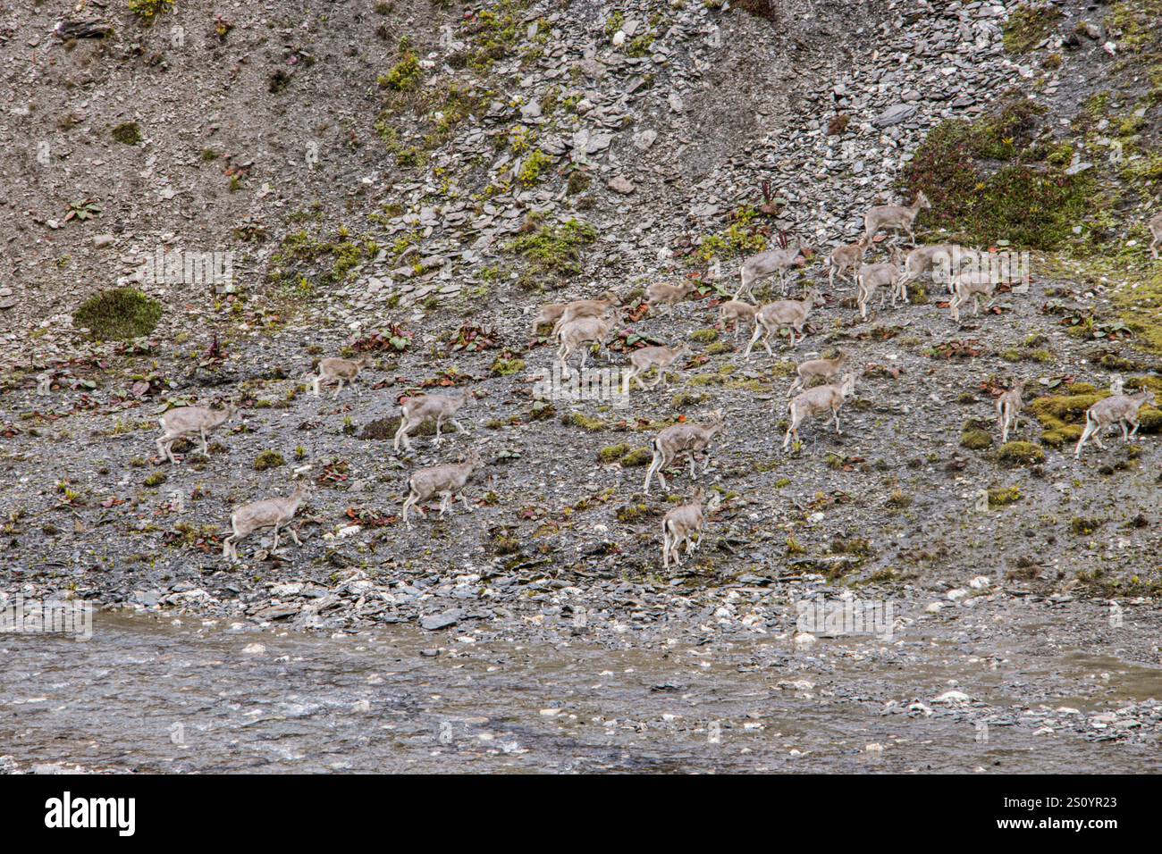 Himalayan Blue Sheep (Naur in Nepali) is the main food source for the ...