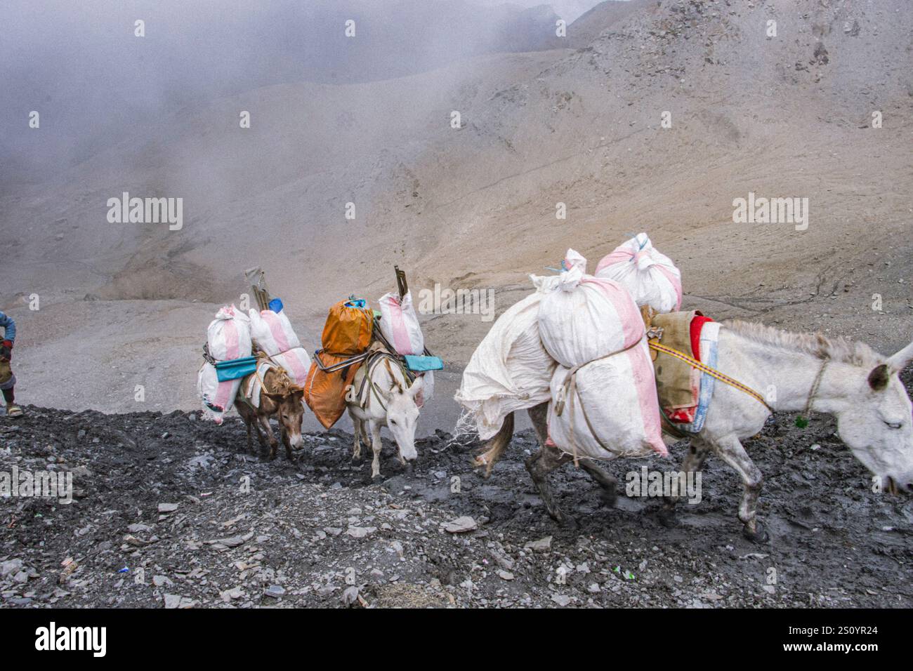 Mule Caravan below Ngadala Pass (5300 m) heading to Shey Festival ...